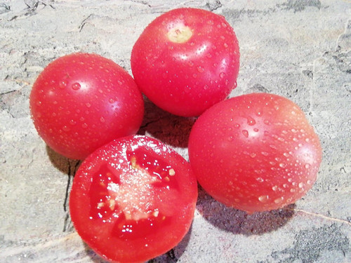 3987 - Leonid / Леонид | Tomatoeden