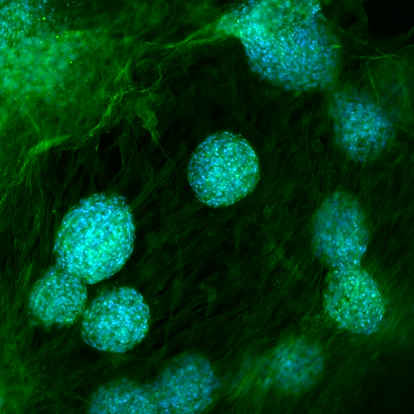 Diba Lab | Radboudumc
