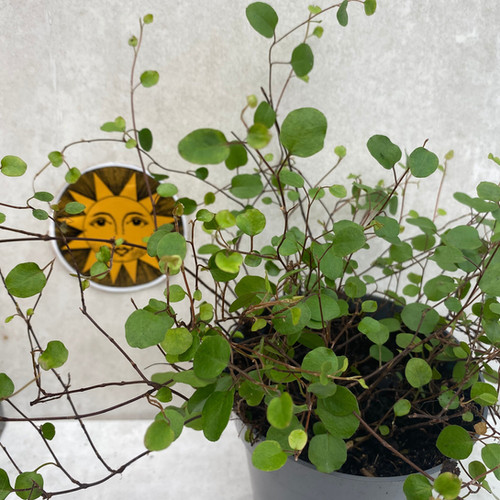 Muehlenbeckia complexa - maidenhair fern lush airy plant | Houseplants ...