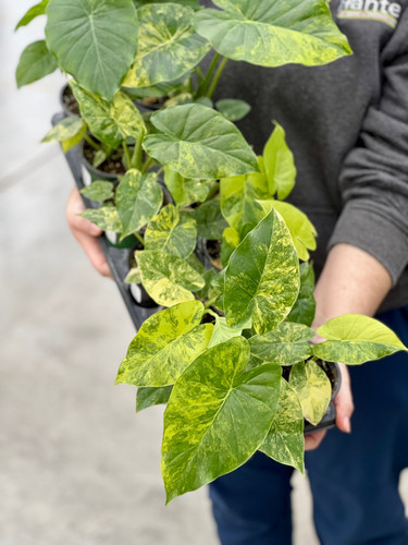 Alocasia Odora Variegated Yellow | Robert Plante