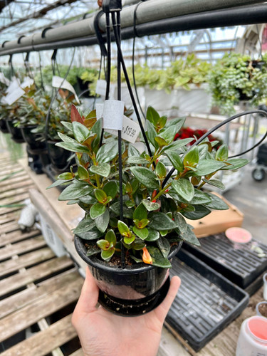 Goldfish Black & Gold Hanging Basket | Robert Plante