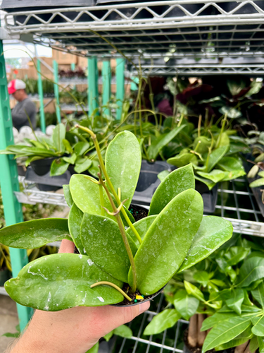 Hoya Meliflua | Robert Plante