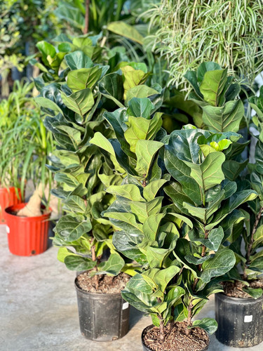 Ficus Lyrata Little Sunshine Bush | Robert Plante
