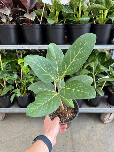 Ficus 'Audrey' Bush | Robert Plante