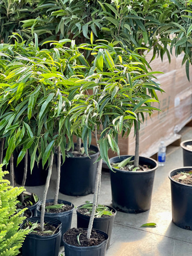 Ficus Alii Standard | Robert Plante