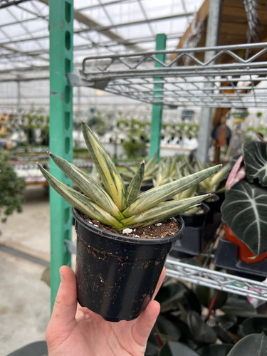 Sansevieria Boncel Variegated | Robert Plante