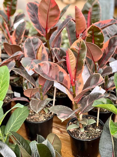 Ficus Elastica 'Ruby' Rubber Plant | Robert Plante