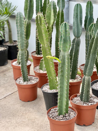 Peruvian Cactus | Robert Plante