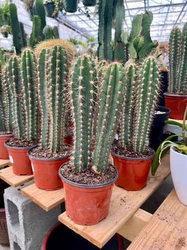 Baseball Bat Cactus | Robert Plante