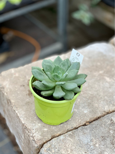 Pachyveria Corvus | Robert Plante