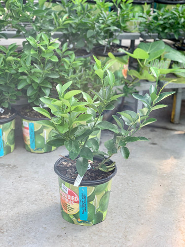 Citrus Lime Bush 8” Pot | Robert Plante