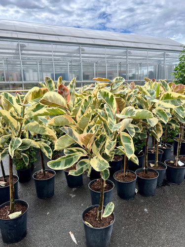 Ficus Tineke Tree 'Variegated Rubber Plant' | Robert Plante