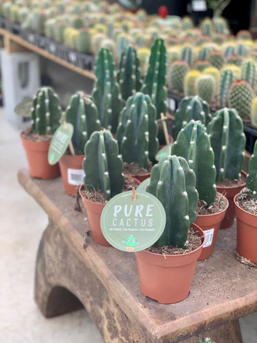 PURE Thornless Cactus | Robert Plante