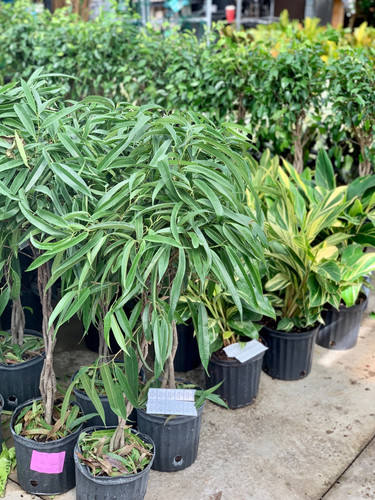 Ficus Alii Standard | Robert Plante