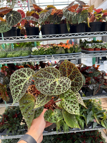 Begonia Ferox | Robert Plante