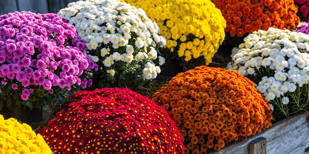 A Guide to Potted Fall Mums