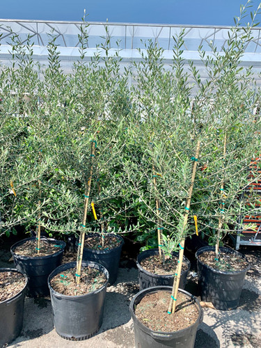 Olive Tree 15 Gallon Pot | Robert Plante