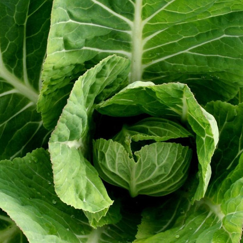 Collard Seeds | Robert Plante