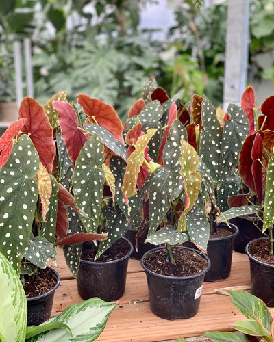 Begonia Maculata 'Polka Dot Begonia' | Robert Plante