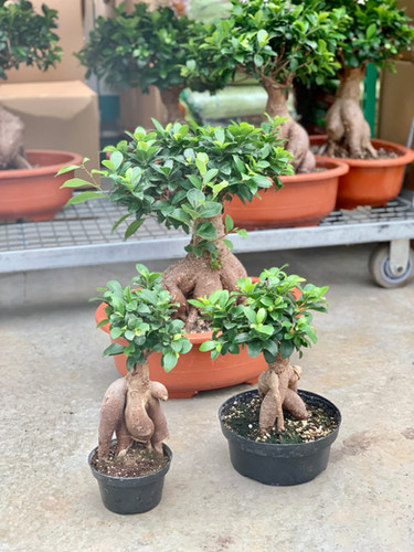 Ficus Retusa - Bonsai Tree | Robert Plante