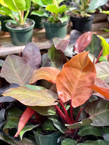 Philodendron Red Sun | Robert Plante