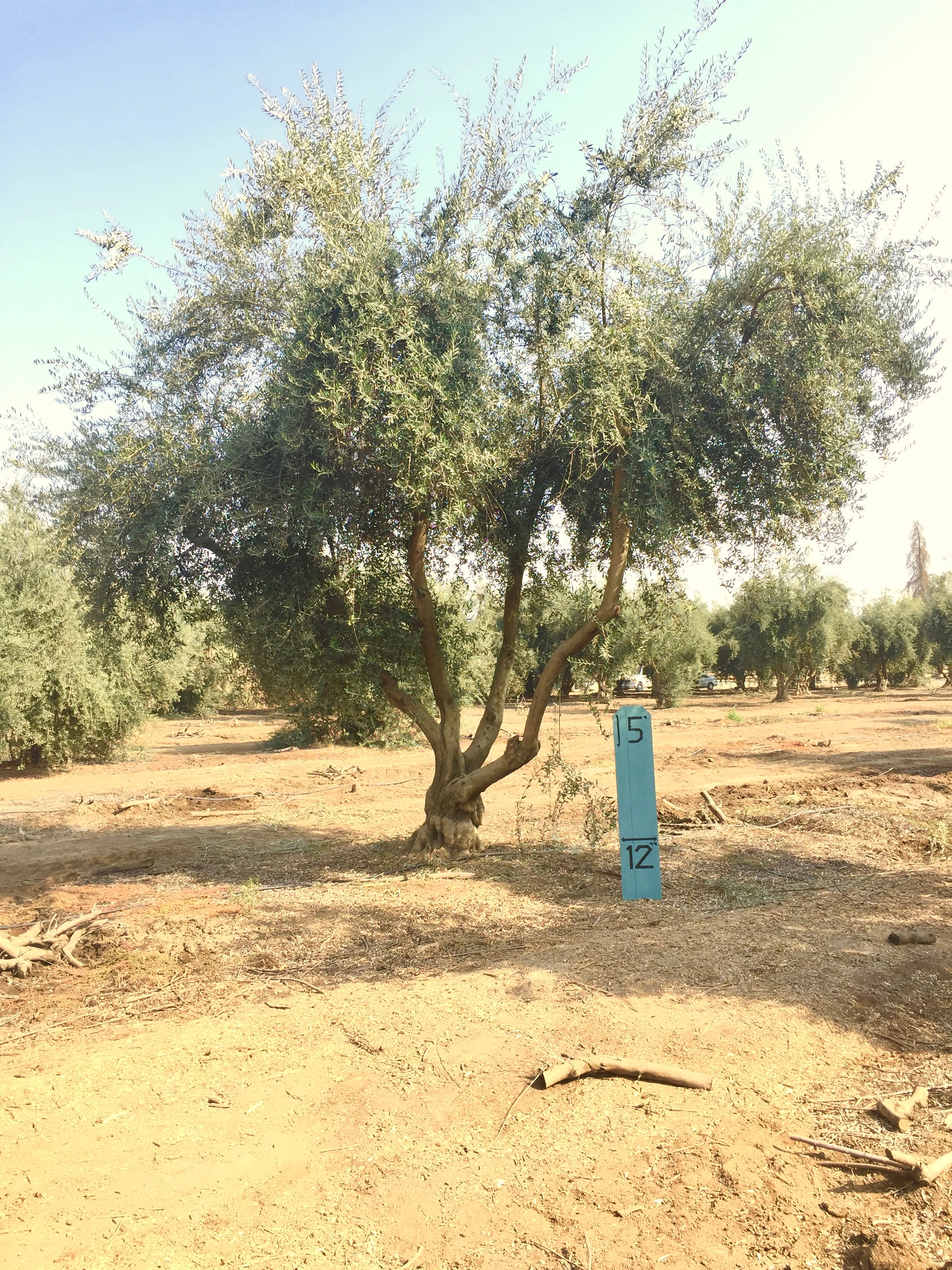 Large Manzanillo | United States | Premier Wholesale Olive Trees