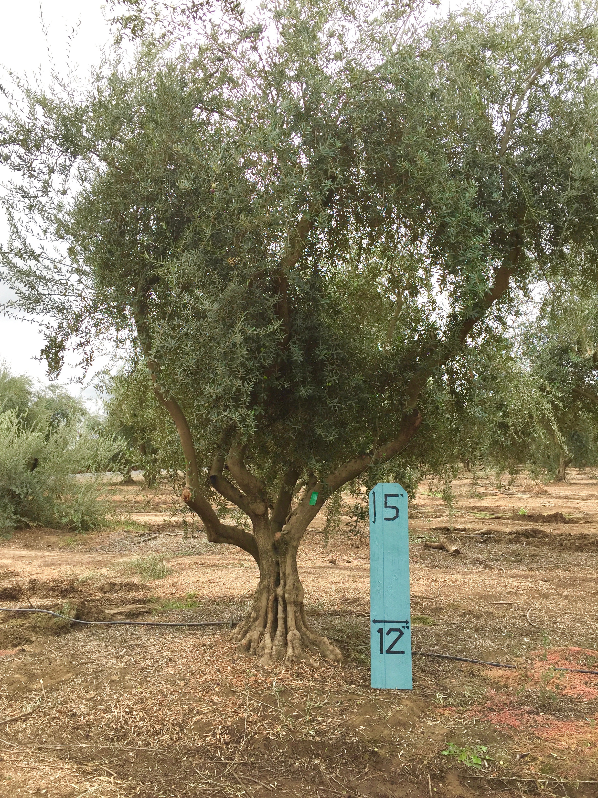 Large Manzanillo | United States | Premier Wholesale Olive Trees