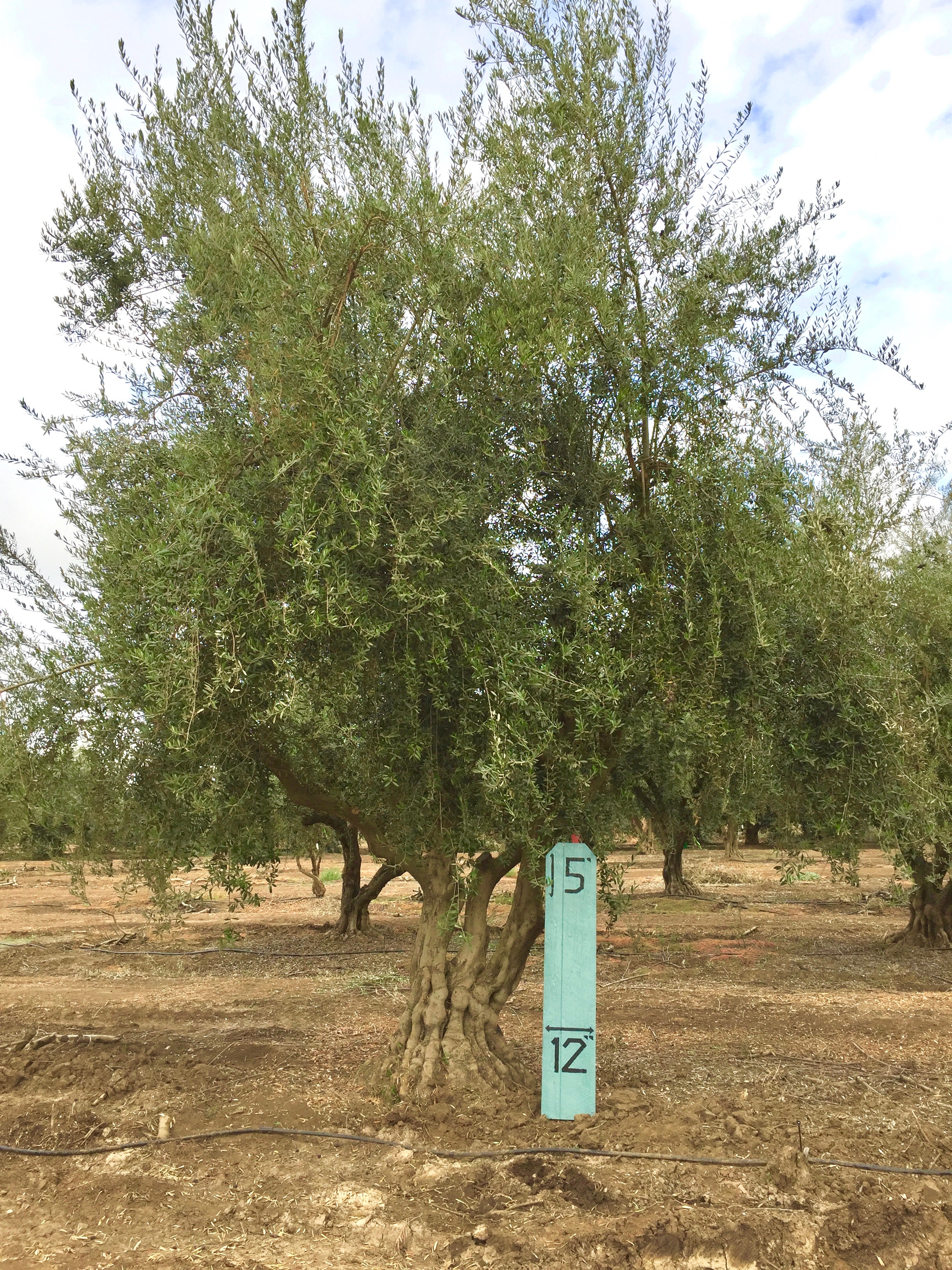 Extra Large Manzanillo | United States | Premier Wholesale Olive Trees