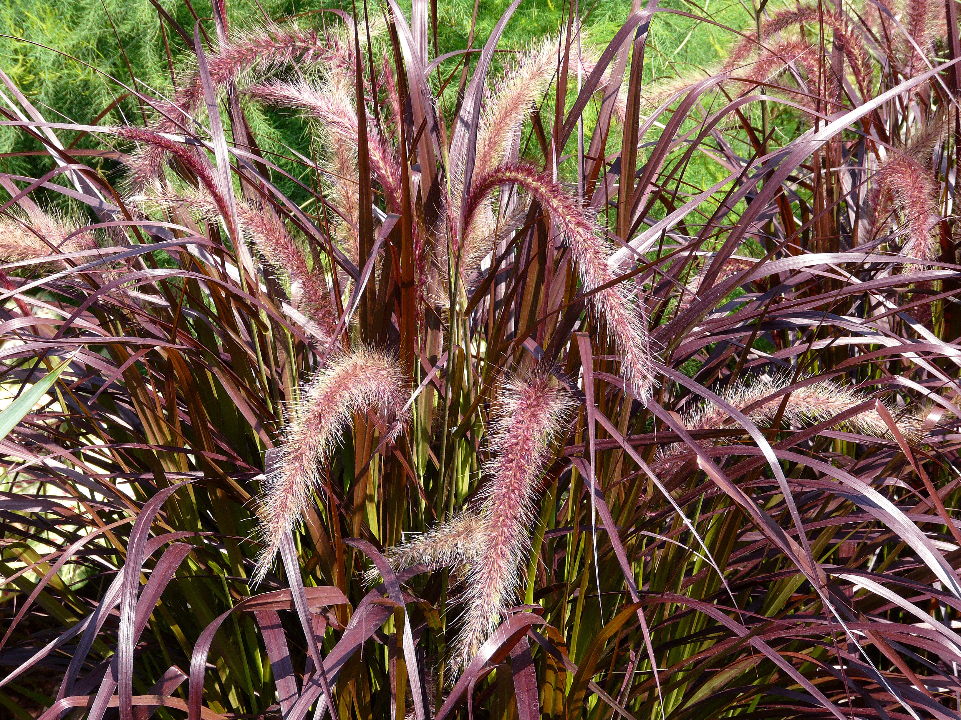 Garden services Dubai | Landscaping services Dubai | Purple Fountain Grass