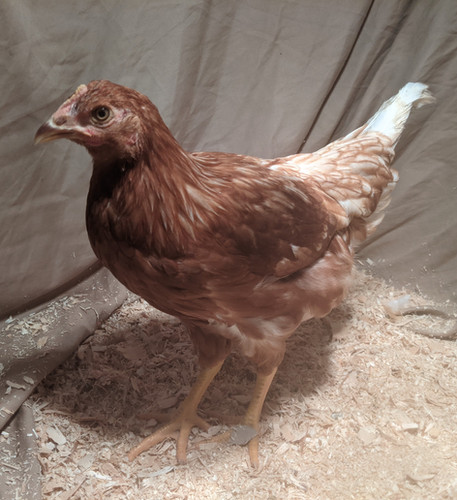 Red Star- ISA Brown | HAVEN Meadows Farm