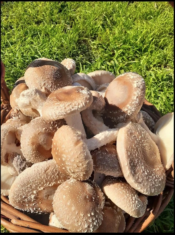 ONLINE- Cultivo de Shiitake en Troncos | Micosecha ONLINE- Cultivo de Shiitake en Troncos | Micosecha