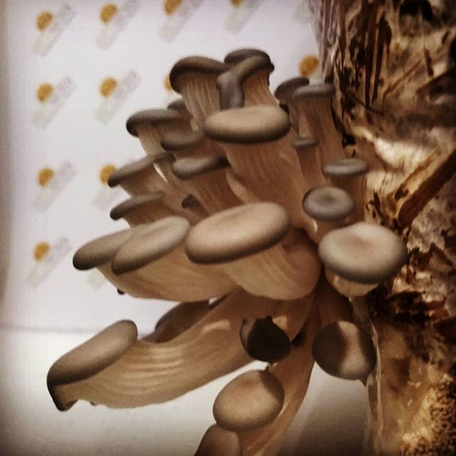 Micelio Express Envío Rápido 2 Kg | Micosecha