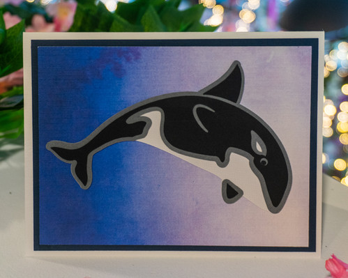 Orca Card | Urodela Designs