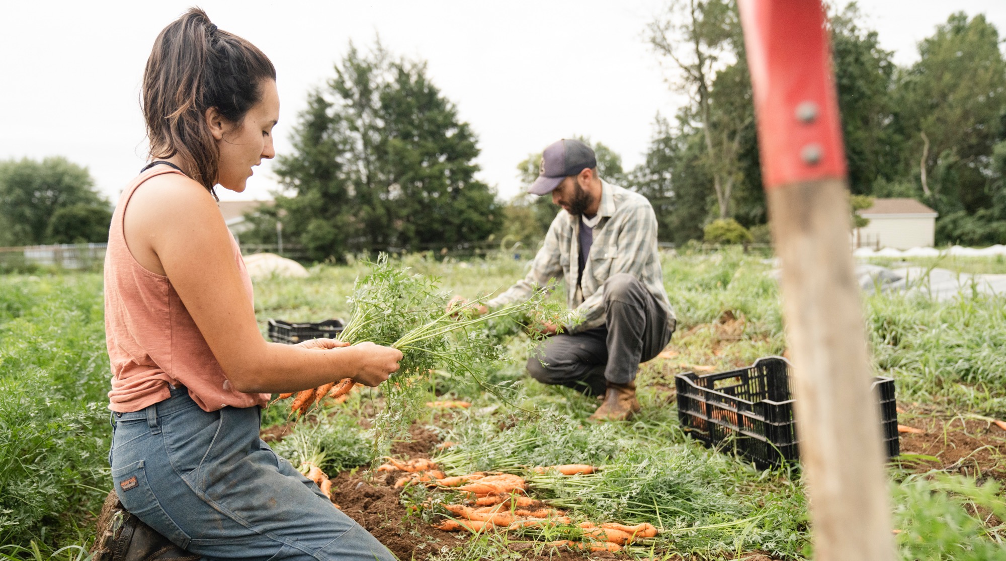 Wild Fox Farm | Barto | Regenerative Agriculture