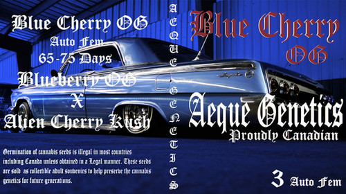 Blue cherry OG auto fem | AEQUE GENETICS