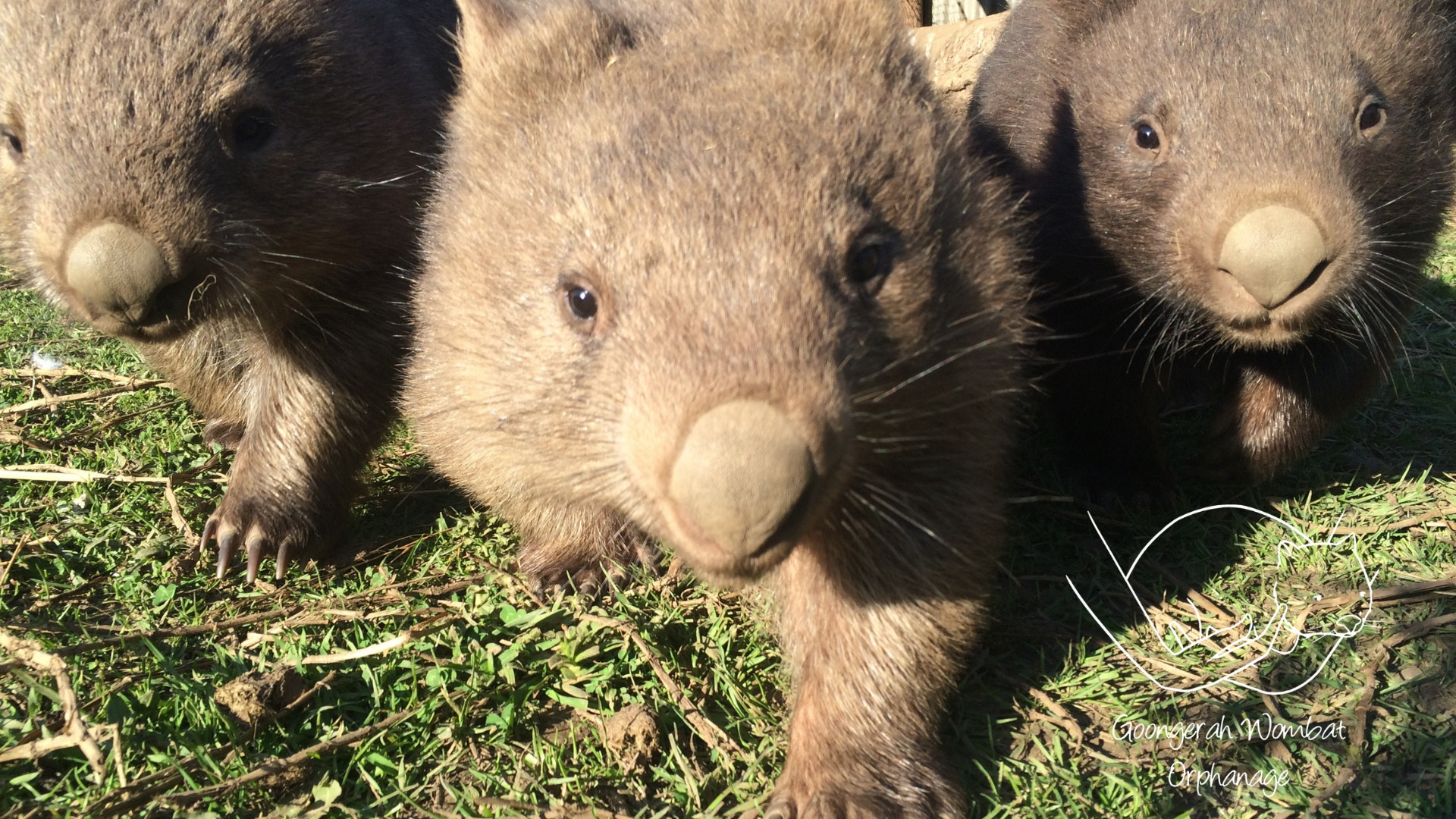 Home | Goongerah Wombat Orphanage
