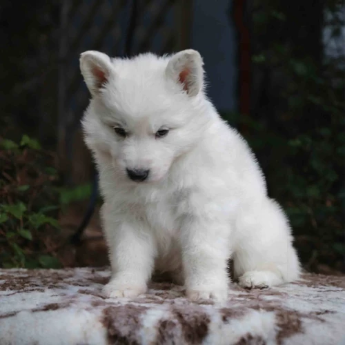 Soren – Full White Long Haired German Shepherd Puppy for Sale