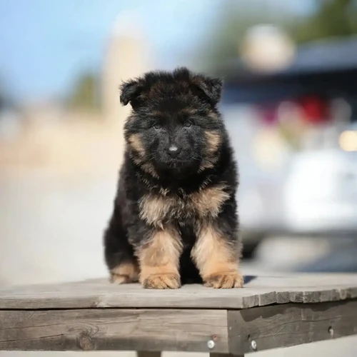 Gabar | Black and Red Long Hair German Shepherd Puppy for Sale
