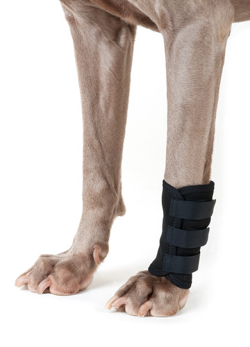 Therapeutic Dog Leg Wraps | home