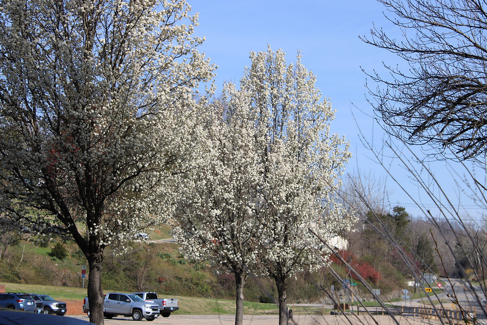 Natural Bridge Virginia and Springtime Blooms - Invasive Bradford Pear ...