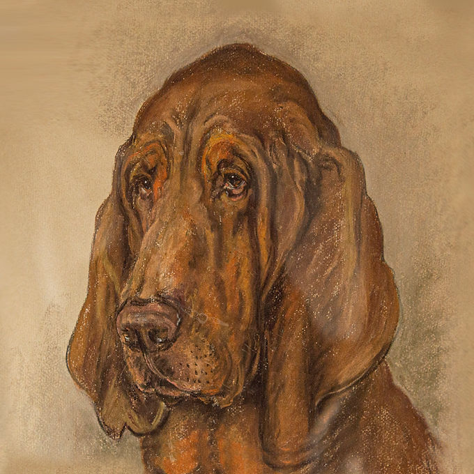 how to draw a bloodhound