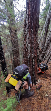 Native Restorations Ltd | Invasive species control