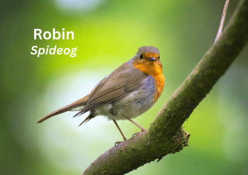 Outdoor Wildlife Signs - Top 20 School Birds | Biodiversity In Schools