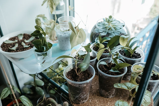 something pretty plants