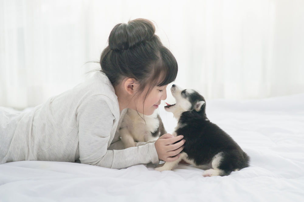 Should I Neuter My Dog Benefits Of Neutering Your Dog should-i-neuter-my-dog-benefits-of-neutering-your-dog