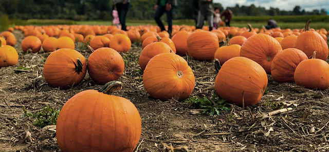 pumpkins are us