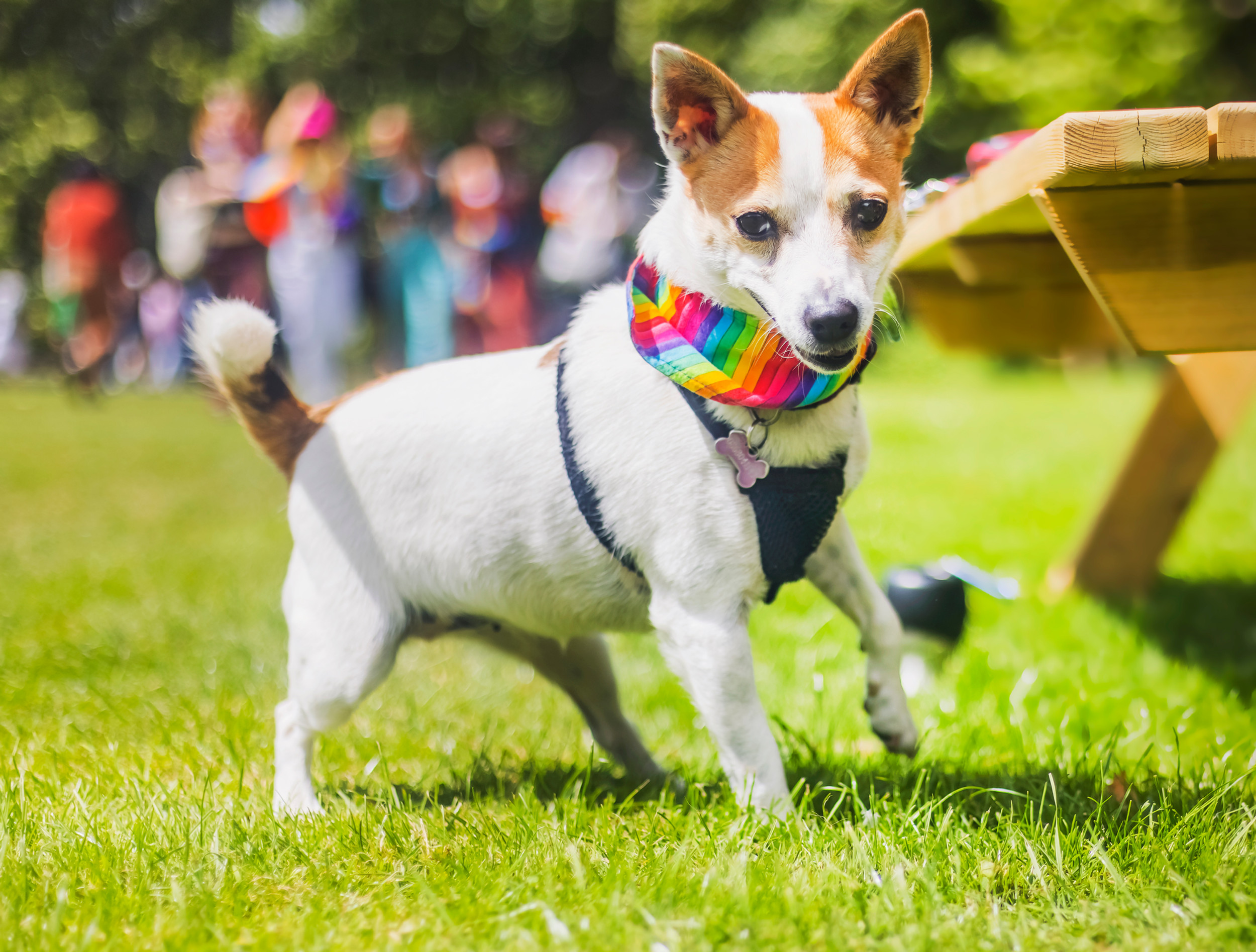 Lateral Suture | CCL Injuries | Gainesville FL