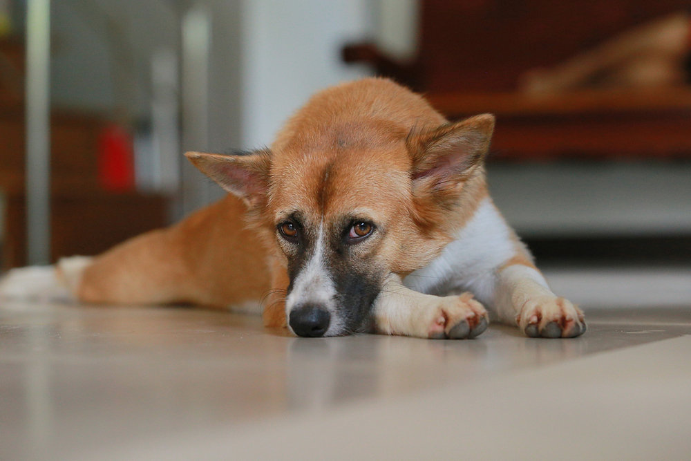 Heartworm Treatment: The Slow Kill Approach with Advantage Multi