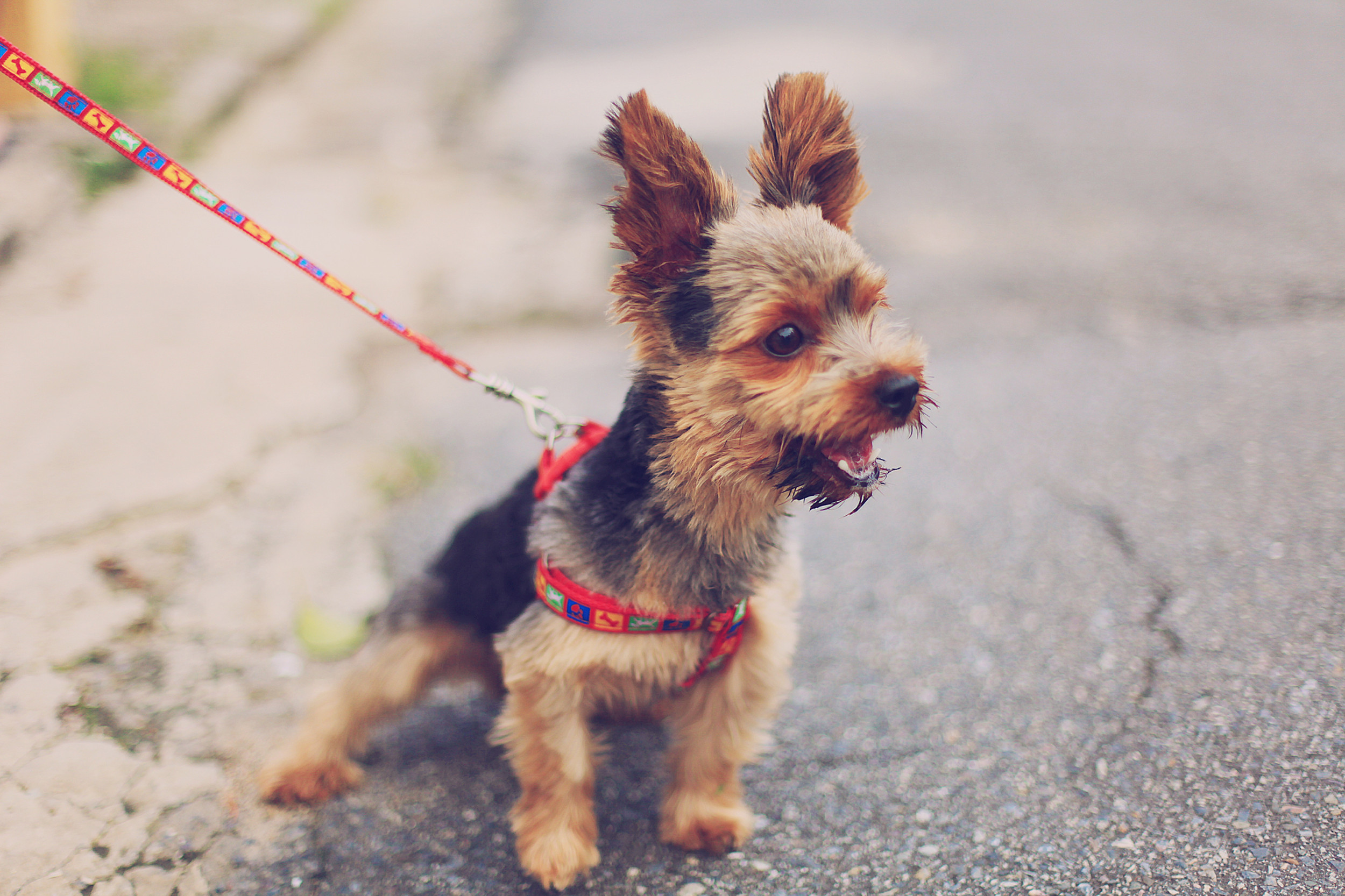 London Dog Walking Services Solo Dog Walks Barks Recreation london-dog-walking-services-solo-dog-walks-barks-recreation