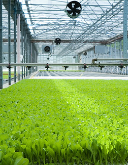 Irrigation system design | Hortech Systems Ltd | Spalding